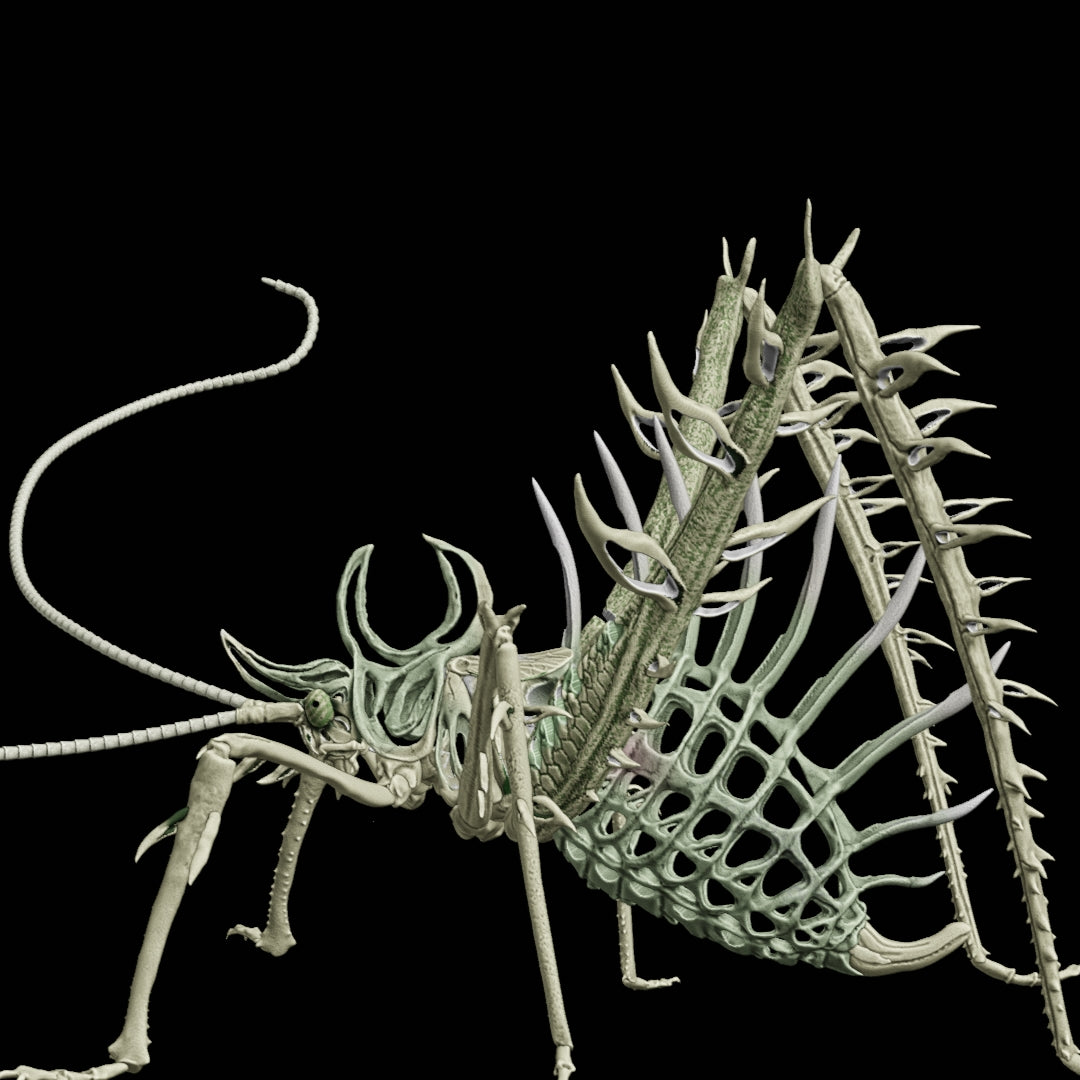 Markia hystrix(サルオガセギス) スケルトンver【学名：Markia hystrix】 – 3D DATA JAPAN
